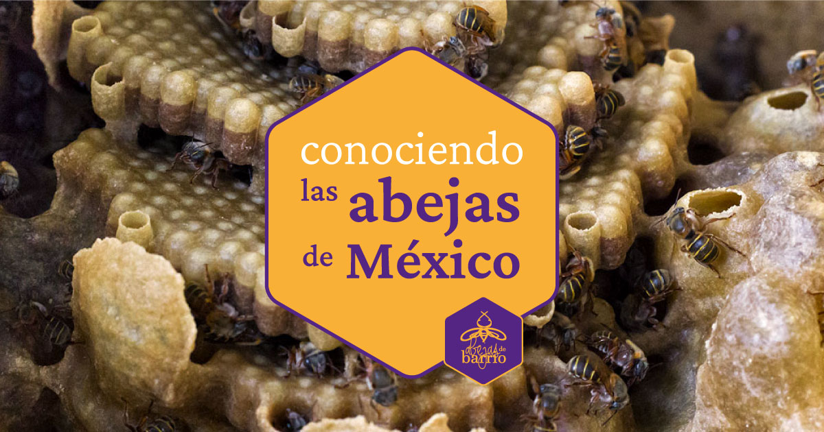 Curso Conociendo las Abejas de México • Abejas de Barrio